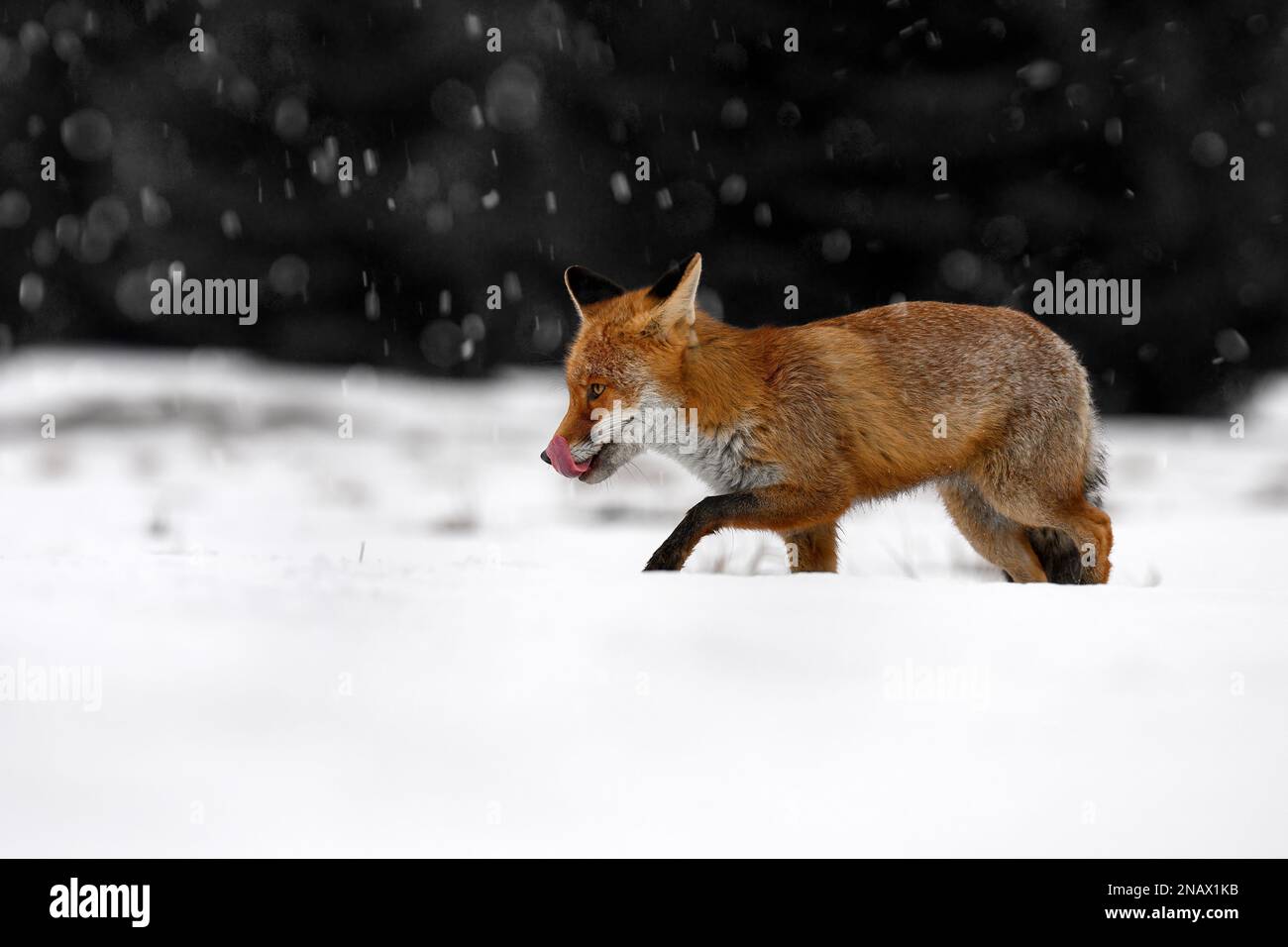 A fox runs across a snowy meadow Stock Photo - Alamy