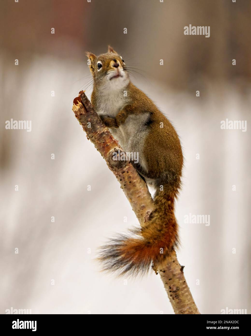 Squirrel close-up view climbing a twig and looking towards the sky with ...