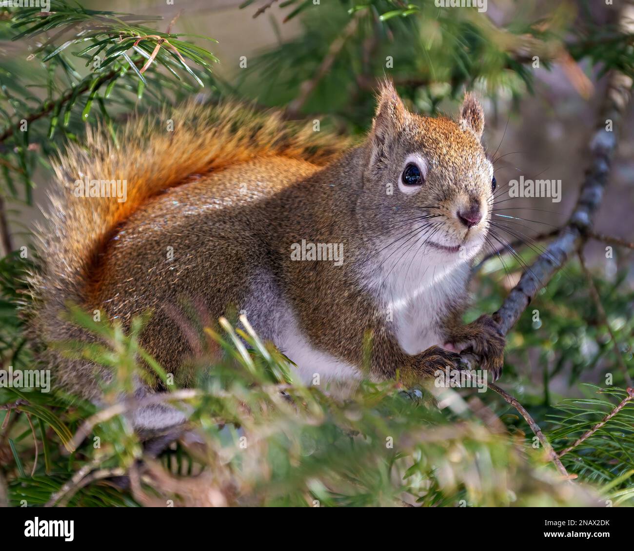 Squirrel close-up view and hiding in coniferous tree in its environment ...