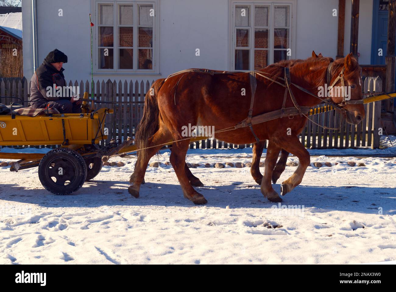 Two horses pull carriage in hi-res stock photography and images - Alamy