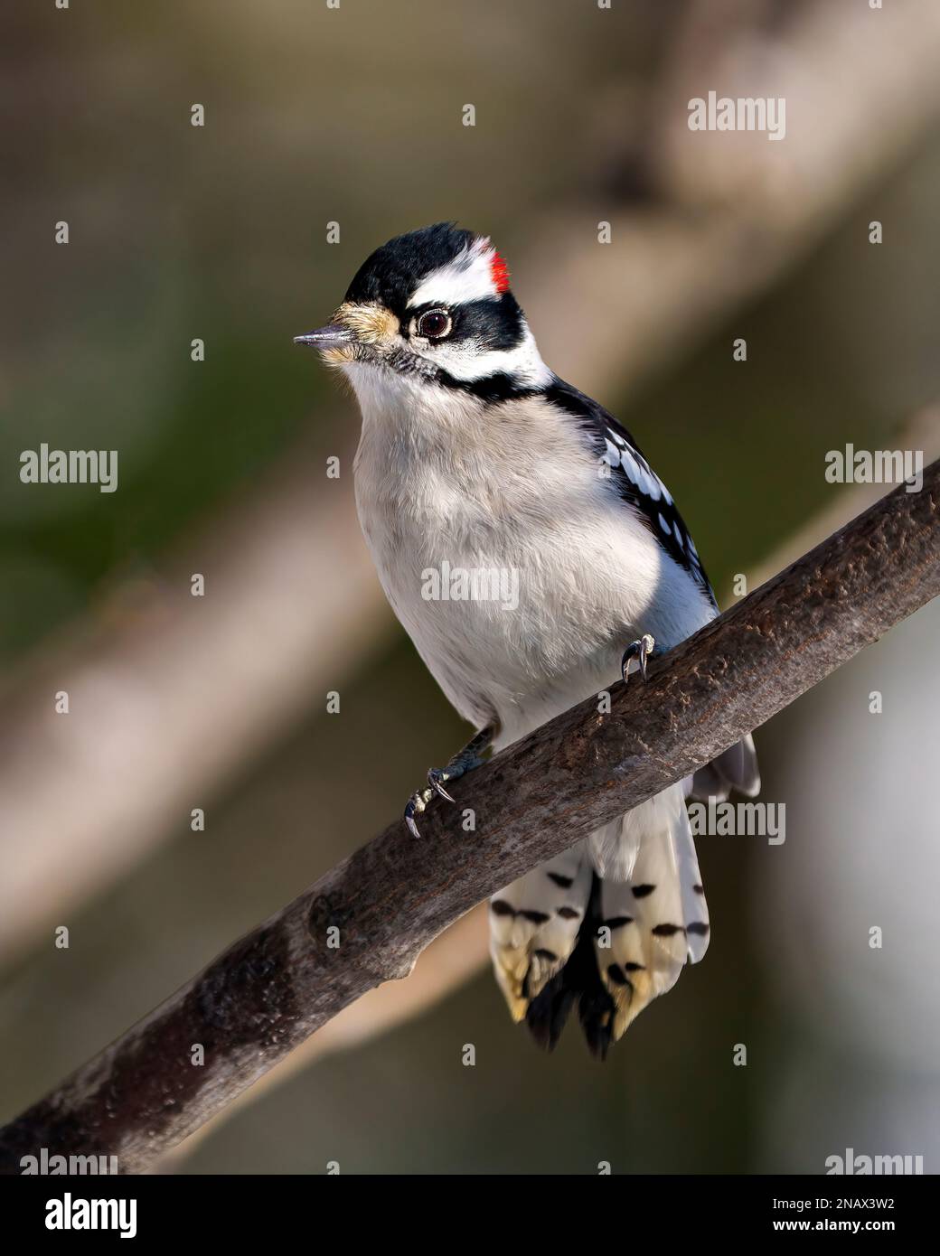 Woodpecker male front view and perched on a tree branch with a blur ...