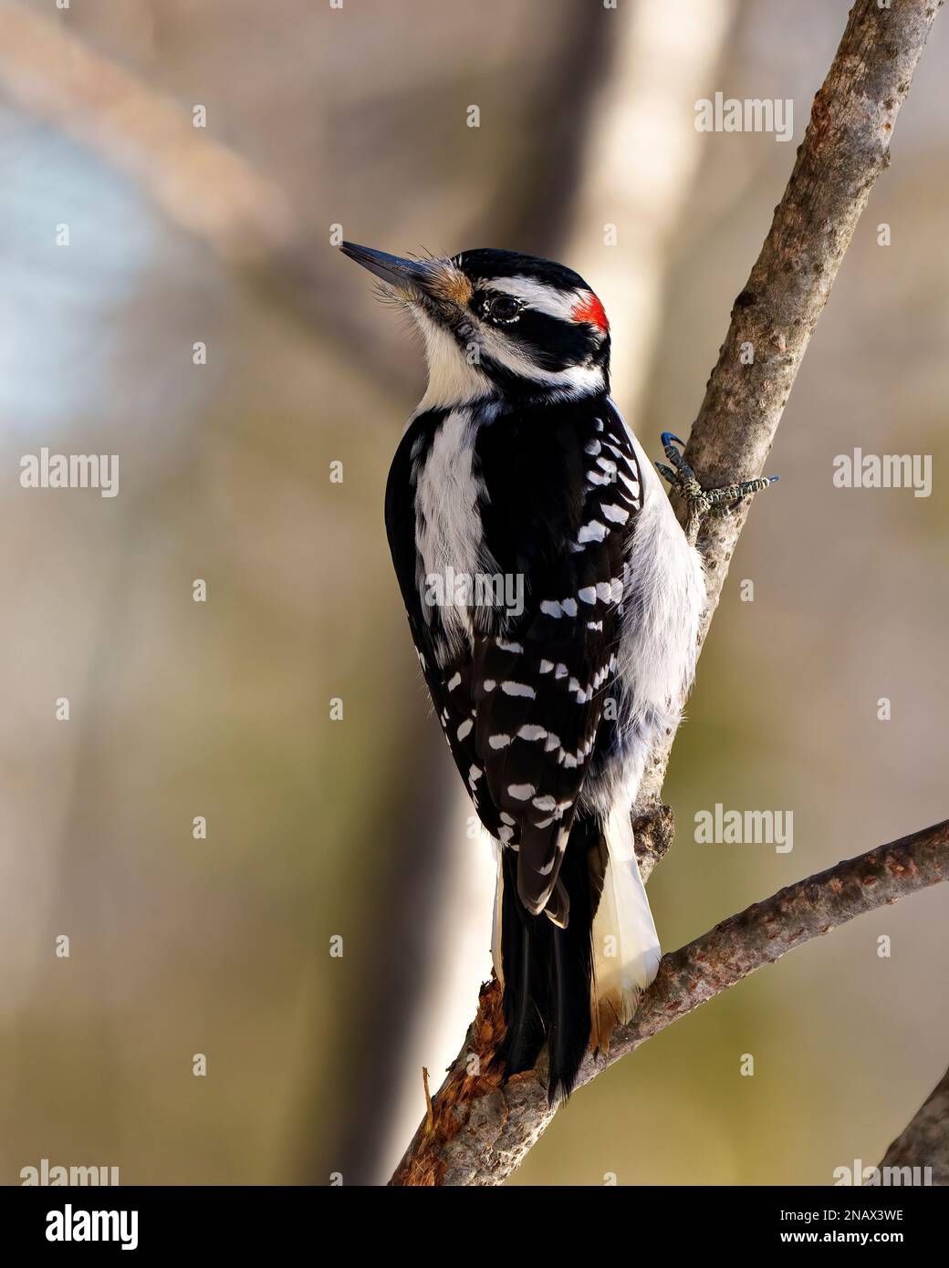 Woodpecker male climbing a tree with a blur forest background in its ...