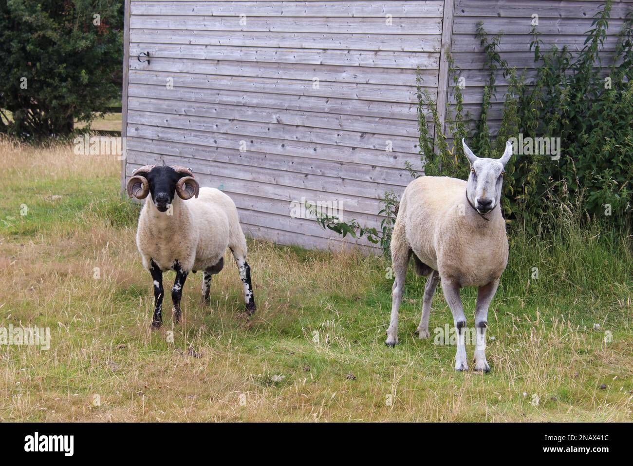 Sheep on Lookout Stock Photo - Alamy