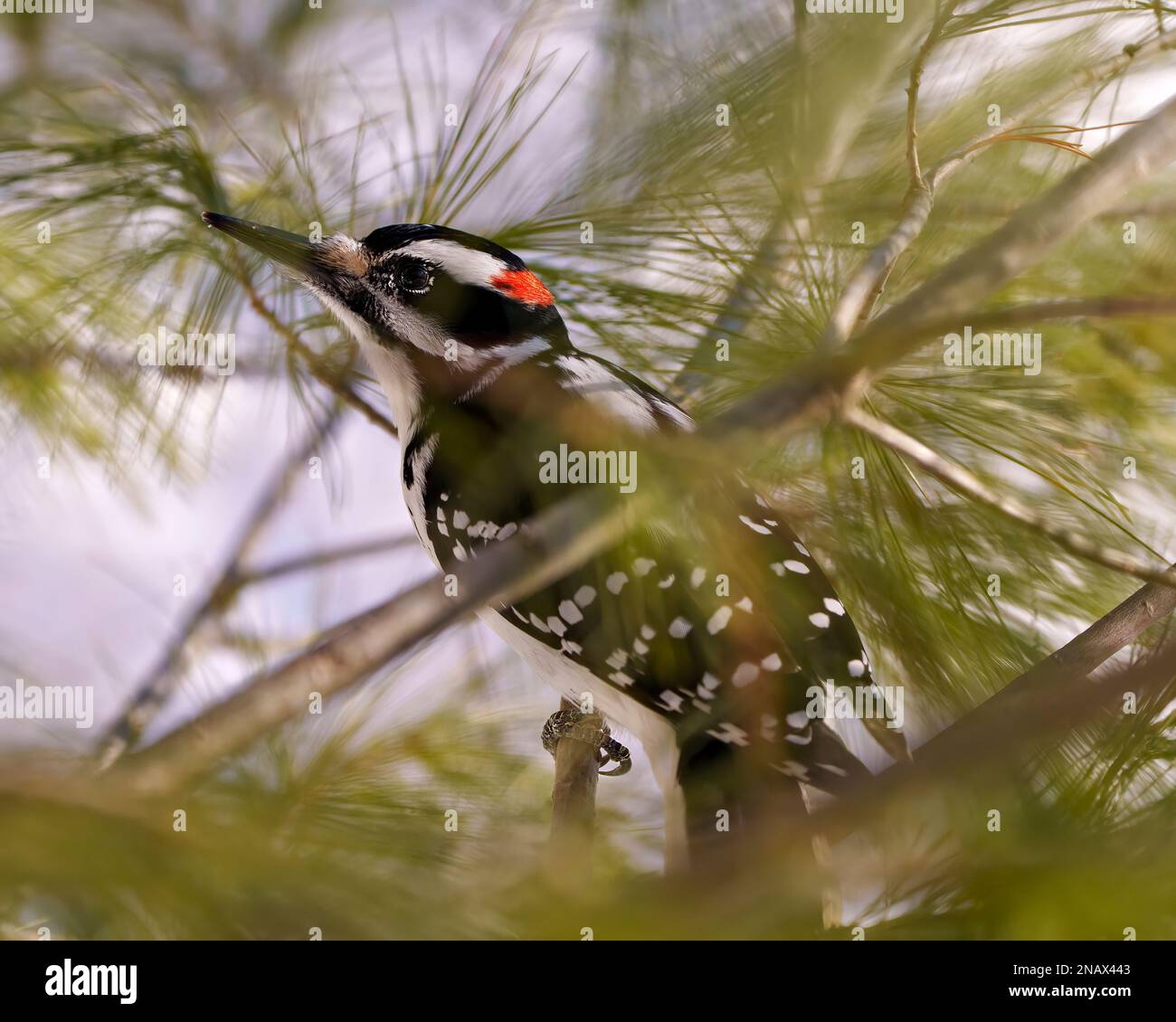 Woodpecker close-up side view hiding in a pine tree in its environment ...