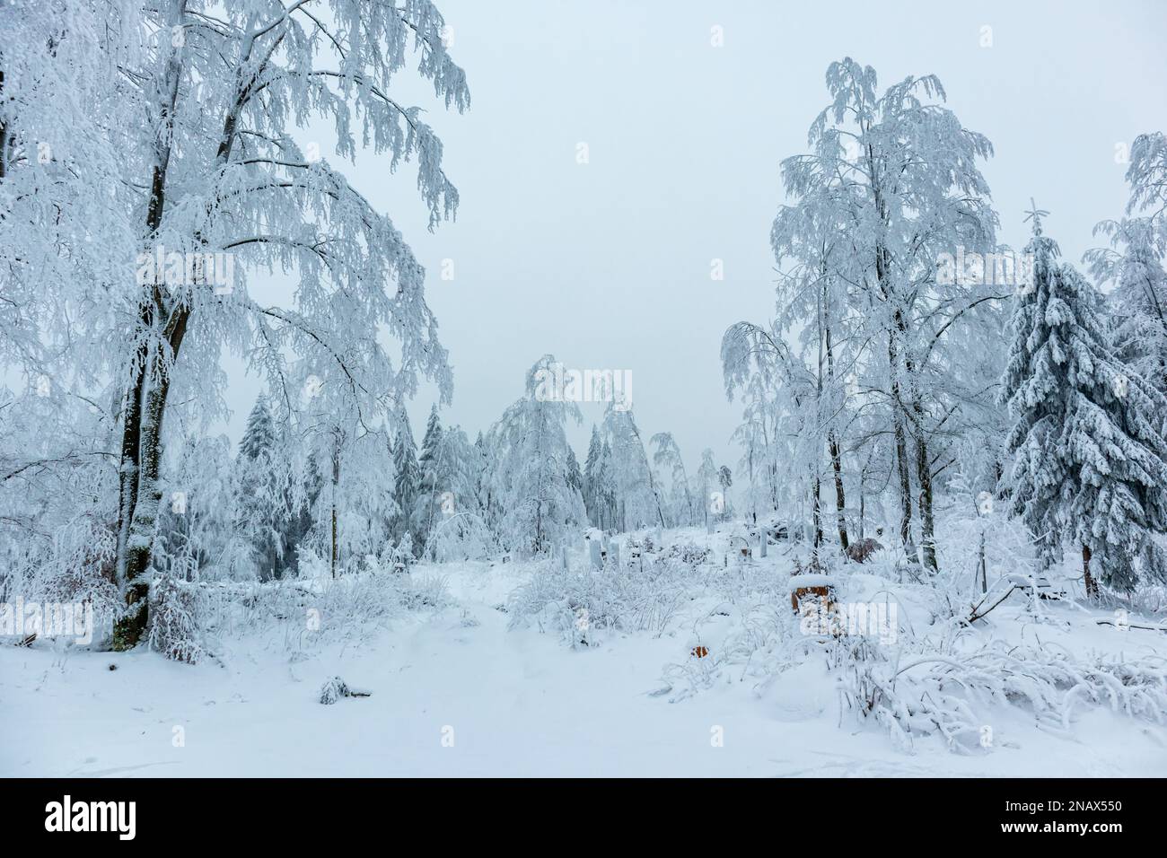 Beautiful winter landscape on the heights of the Thuringian Forest near ...