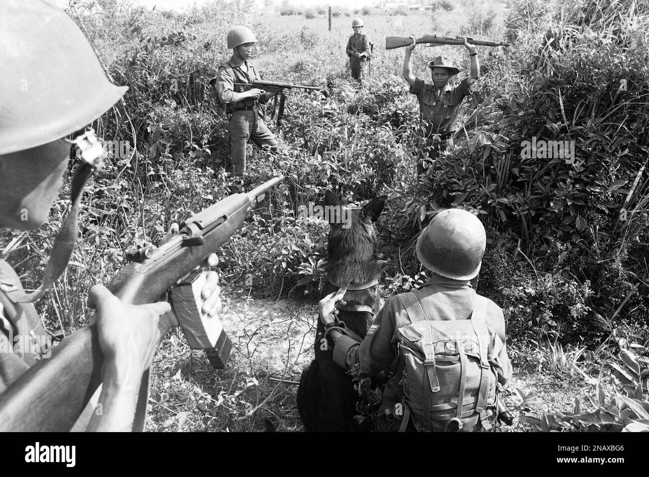 Scout dogs used in the Vietnam War during February-April 1966. (AP ...