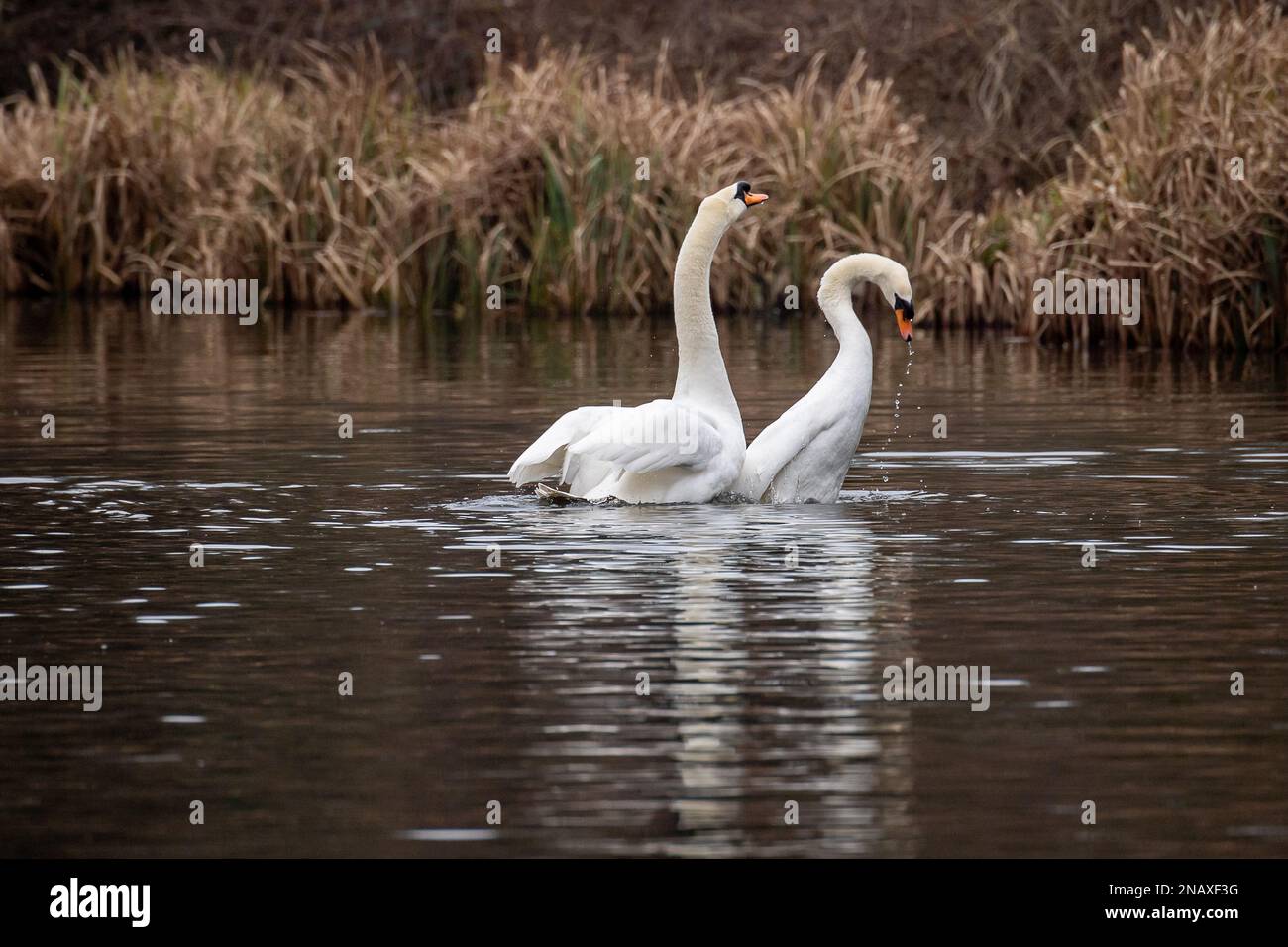 Foxes mating hi-res stock photography and images - Alamy