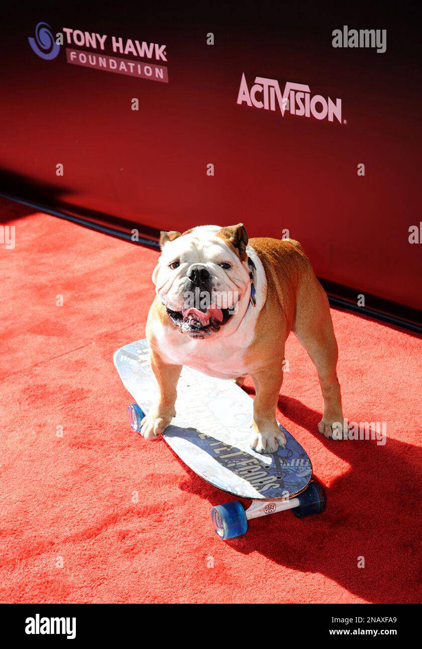 In this photo provided by the Las Vegas News Bureau, Tillman the ...