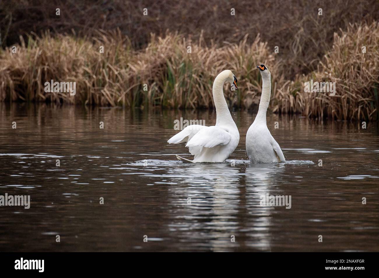 Rickmansworth, Hertfordshire, UK. 12th February, 2023. A beautiful ...