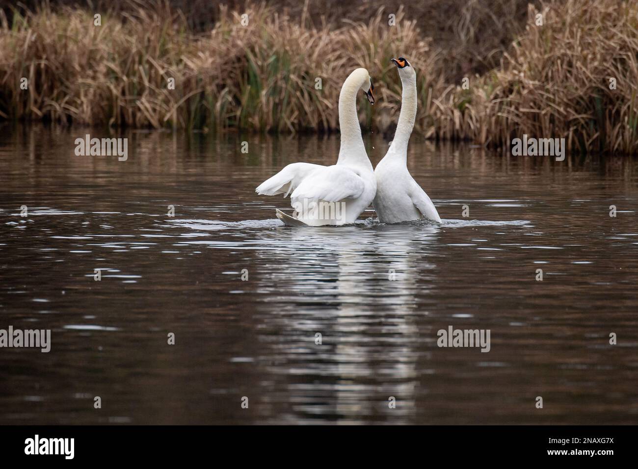 Foxes mating hi-res stock photography and images - Alamy