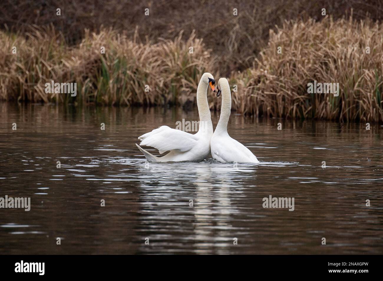 Rickmansworth, Hertfordshire, UK. 12th February, 2023. A beautiful ...