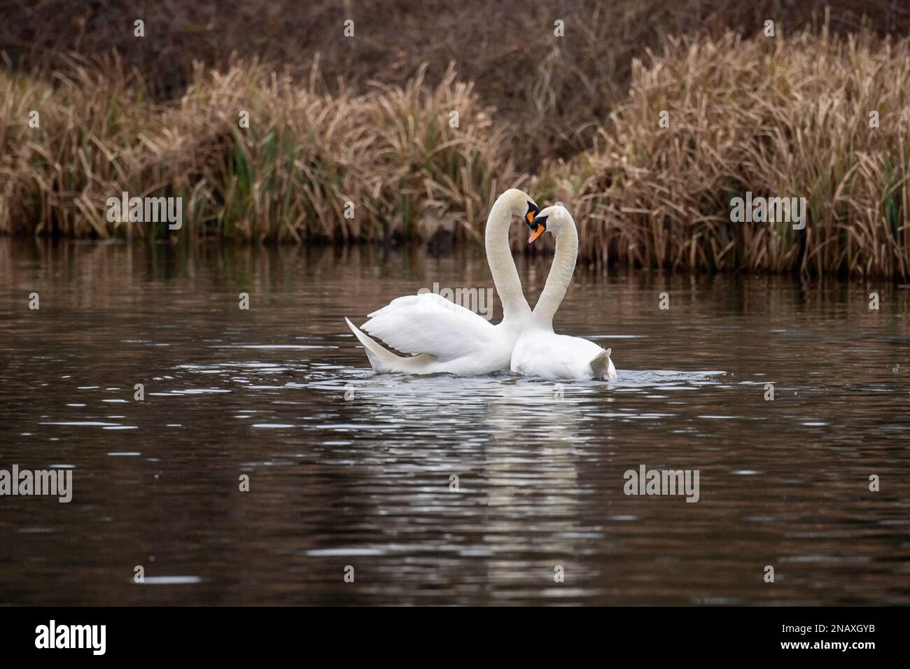 Rickmansworth, Hertfordshire, UK. 12th February, 2023. A beautiful ...