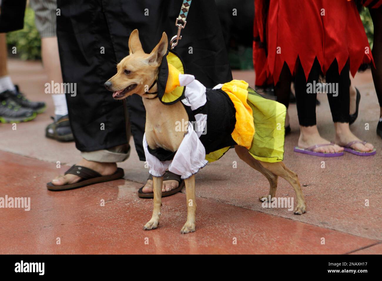 A dog named Chicky wears a witch costume as she walks with her owner ...