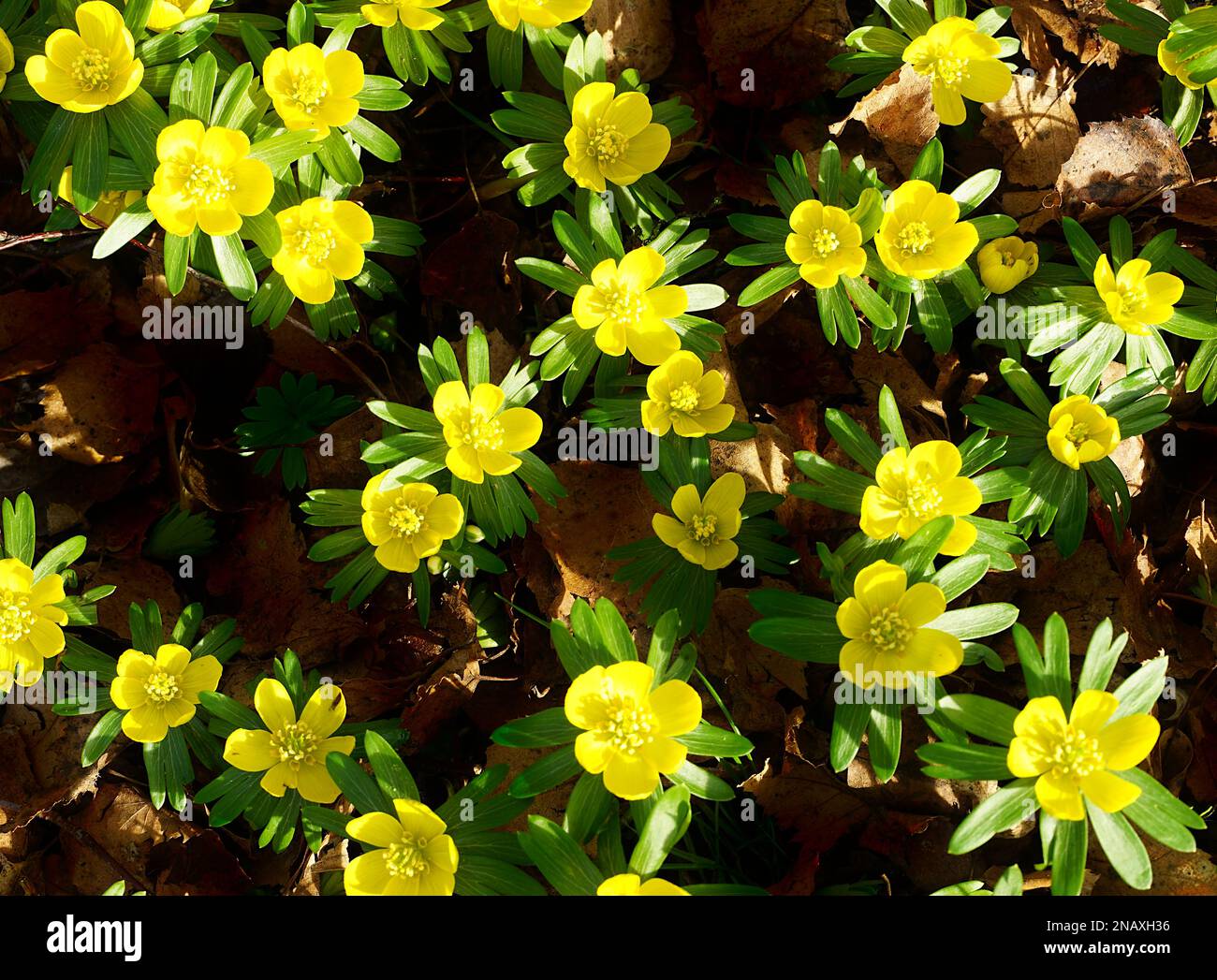 Winter aconite, a small yellow early spring flower Stock Photo - Alamy