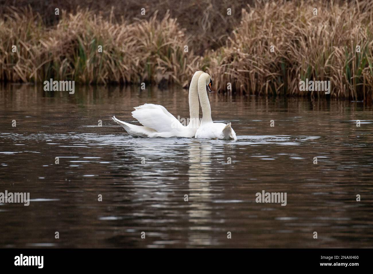 Foxes mating hi-res stock photography and images - Alamy