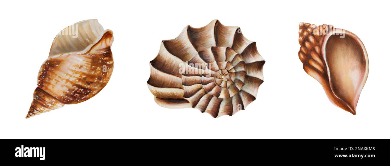 Watercolor set of shells. Hand painting clipart underwater life objects ...