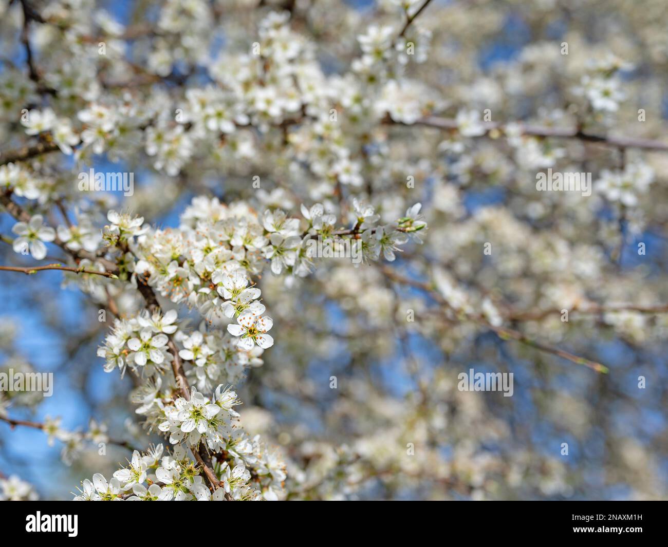 Thorn hedge hi-res stock photography and images - Alamy