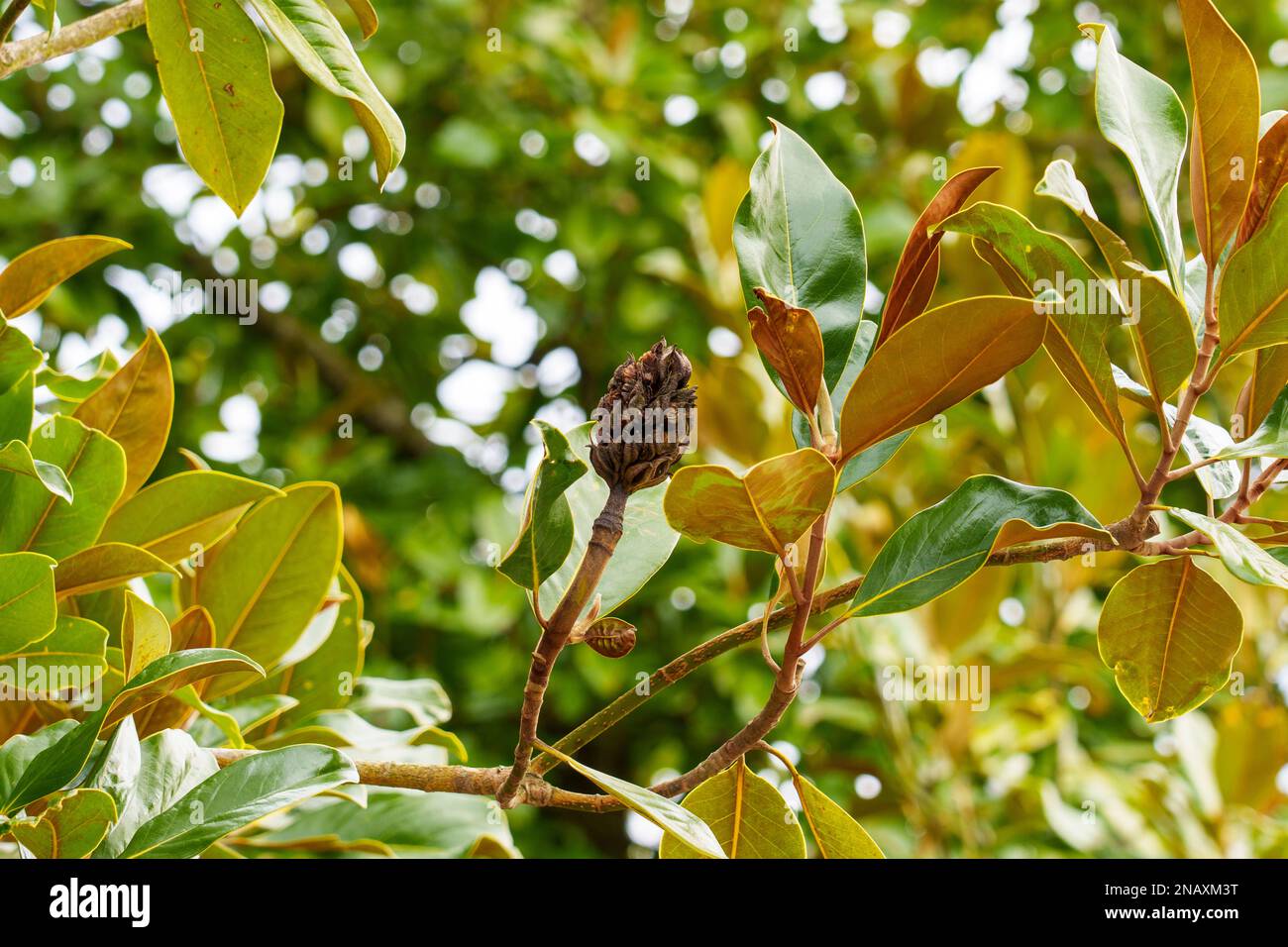 Brown magnolia cone with green lush foliage. Magnolia grandiflora tree ...