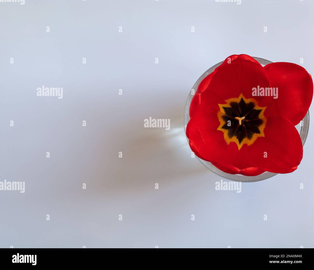 Closeup from a red tulip seen from above floating in a glass of water ...