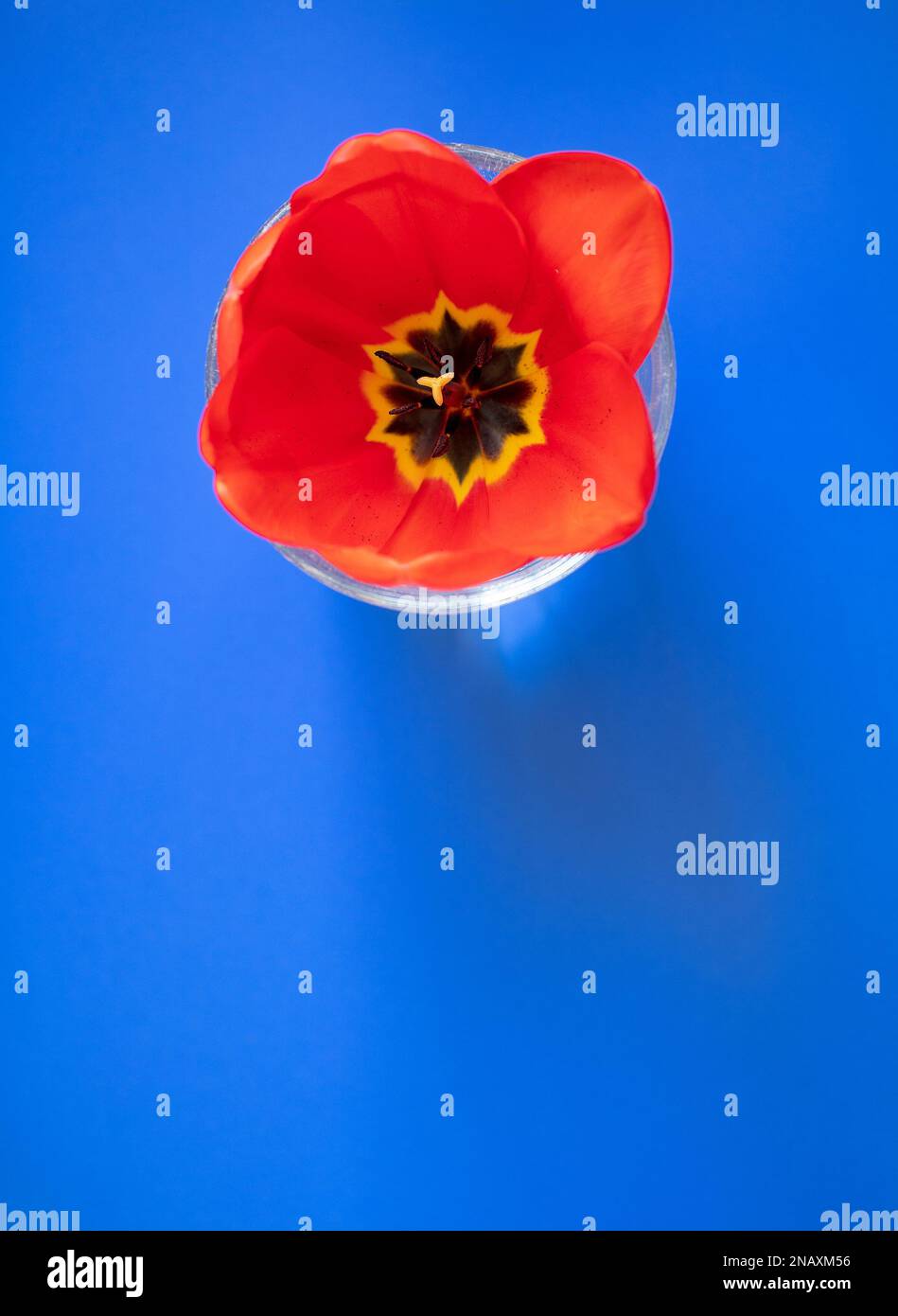 Closeup from a red tulip seen from above floating in a glass of water ...