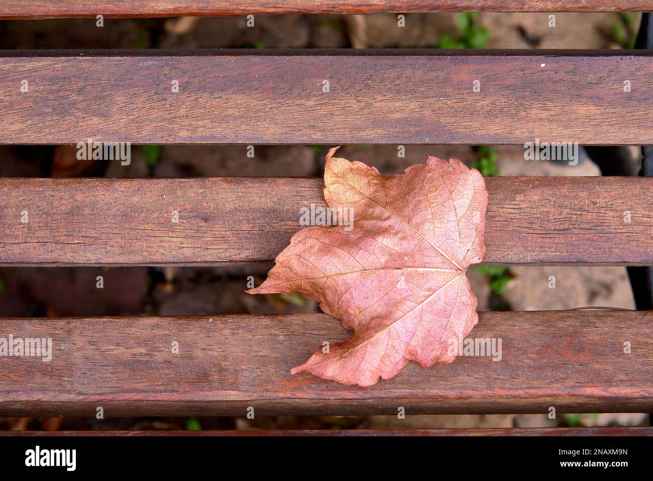 Autumn leaf on wooden planks of a bench. Parallel, fall, empty space ...