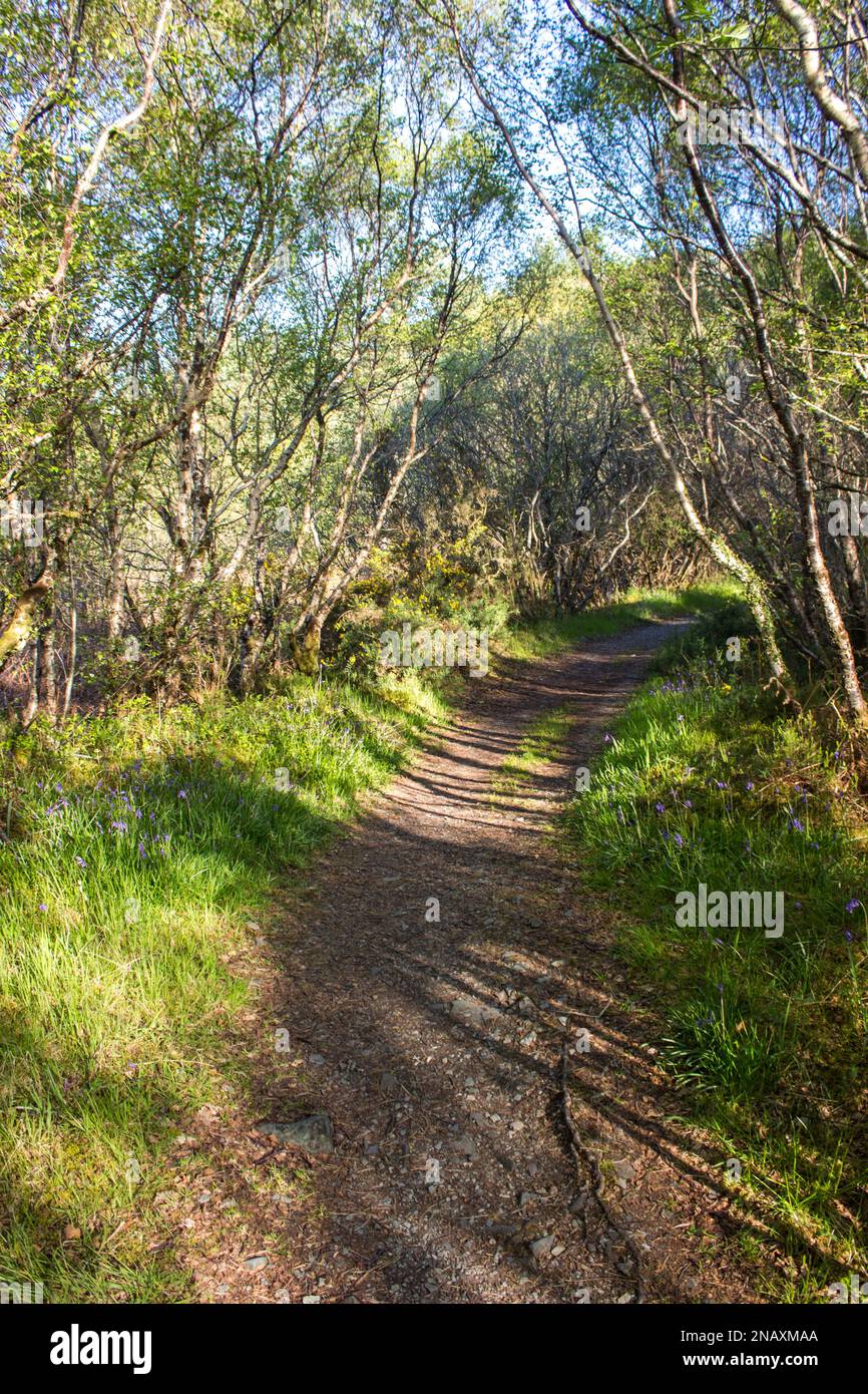 A small trail winding through a small woodland, just outside Kyle of ...