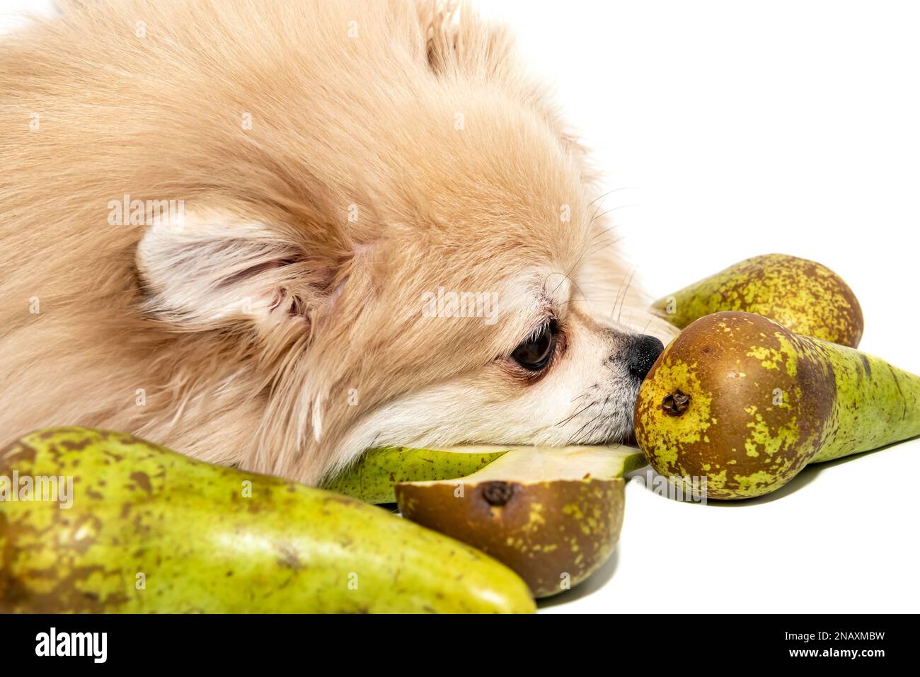 Pomeranian spitz eats a pear on a white background. Dog eats fruit ...