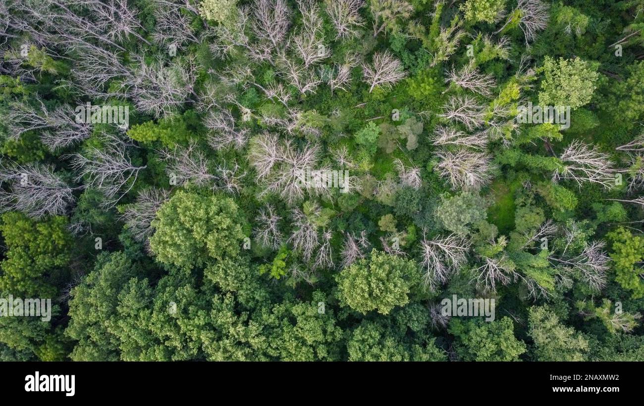 An aerial view over green forest in Loch Raven Stock Photo - Alamy