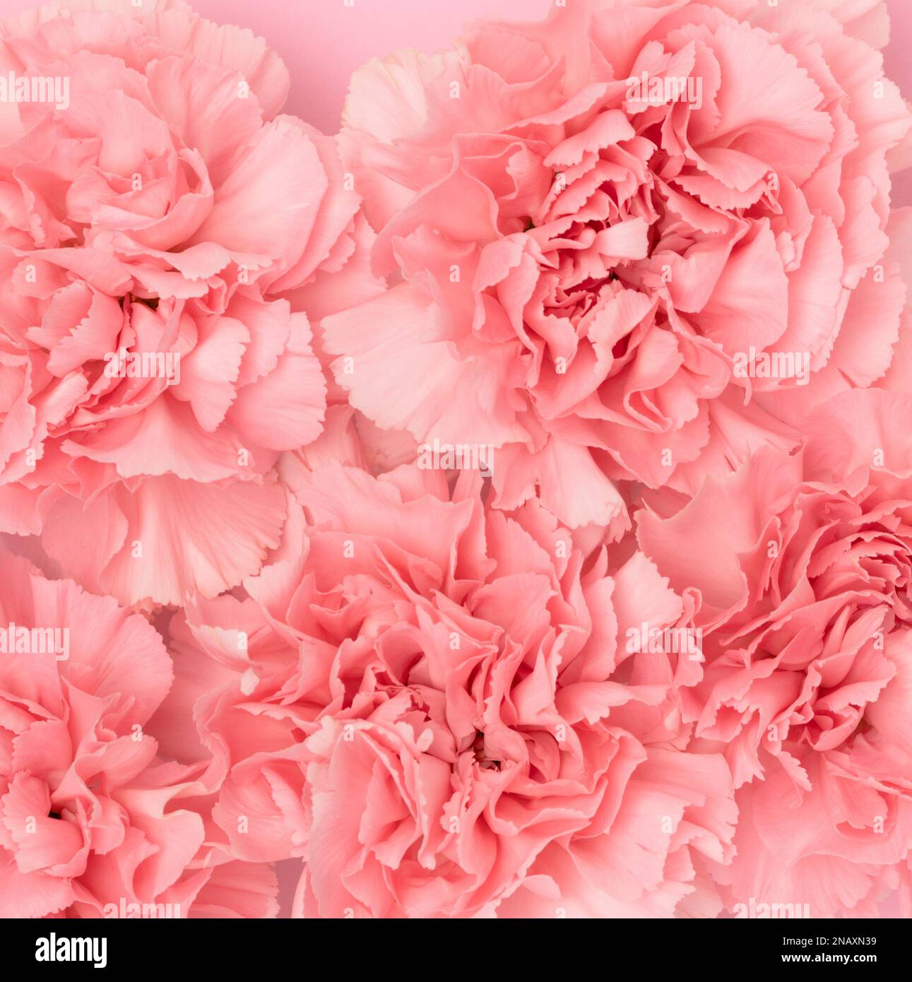 Pink carnation flowers texture. Floral background. Selective focus ...