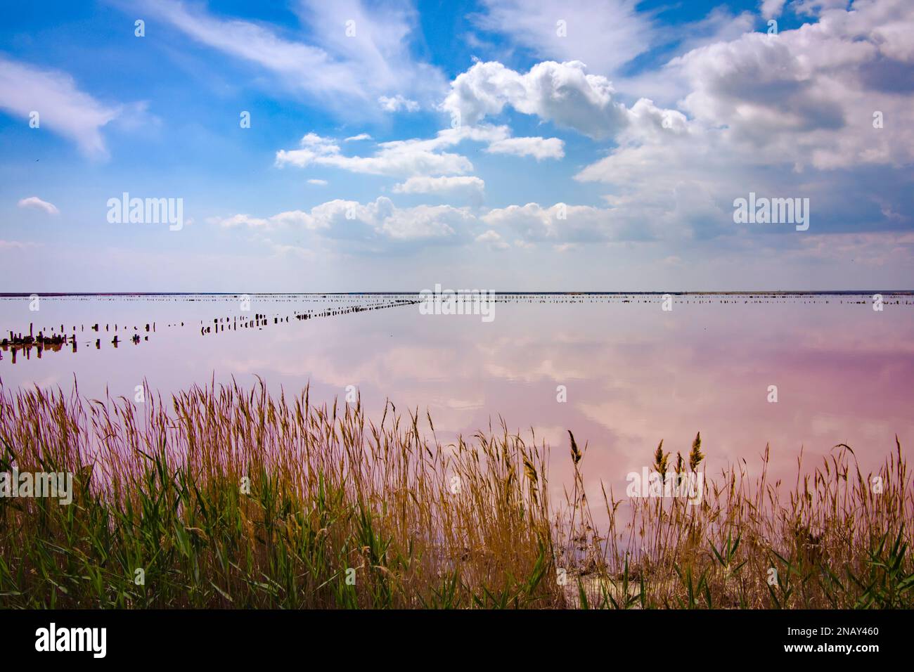 Ukraine. Panorama of salt pink lake. Incredible color of water ...