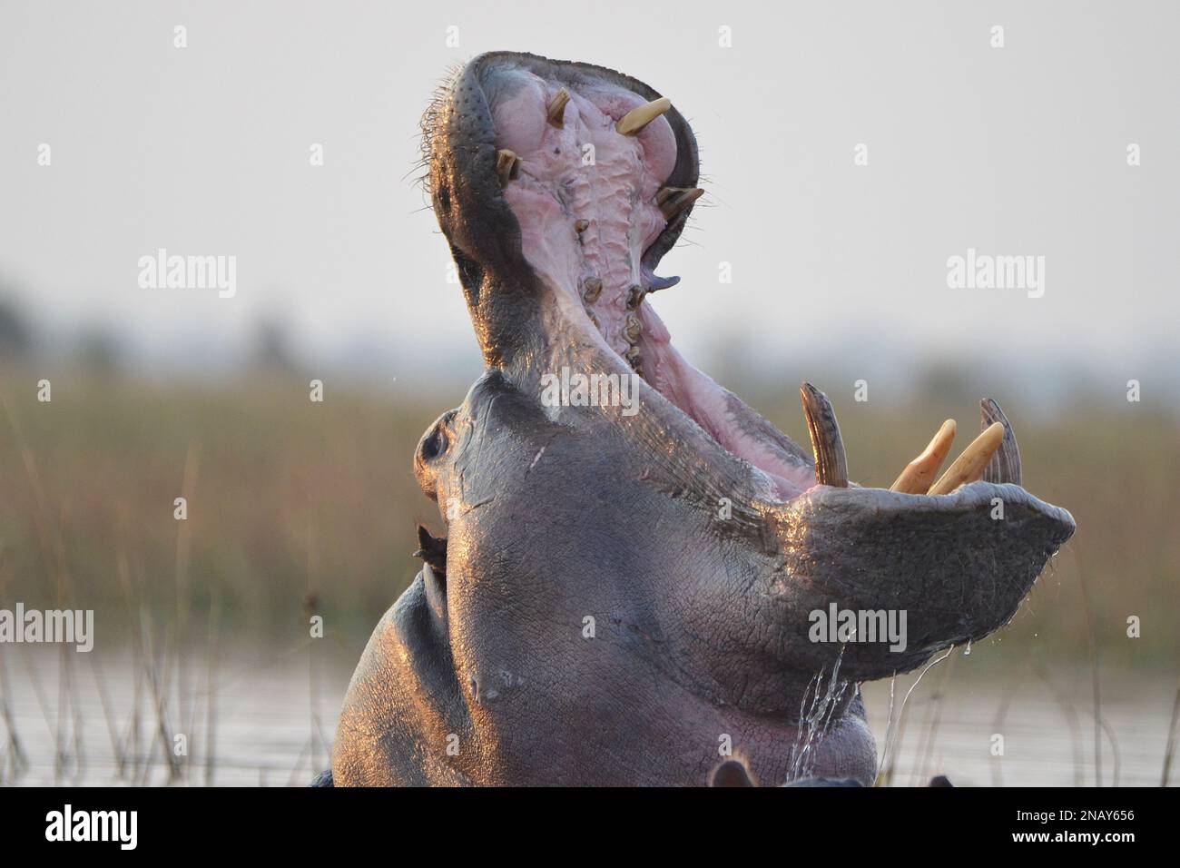 Hippopotamus yawning amphibius okavango hi-res stock photography and ...