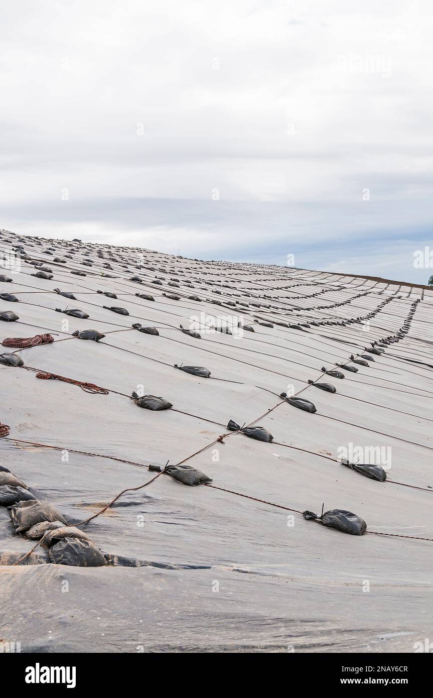 Weighted plastic sheeting covers a hillside in an active landfill ...