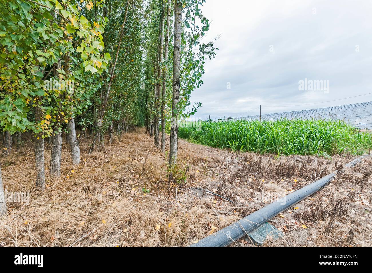 A PVC pipe runs diagonally past a tree line separated by tall grasses ...