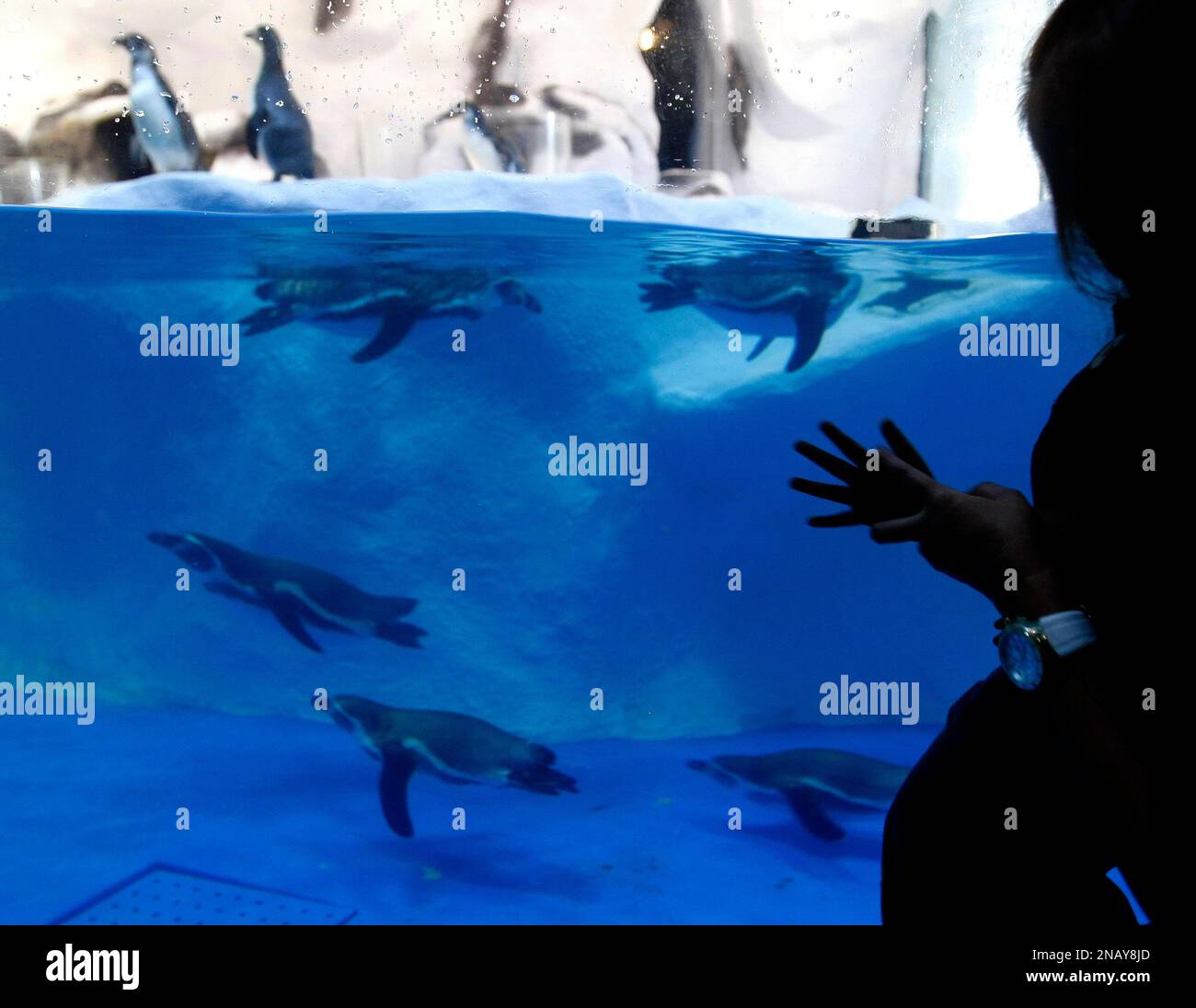 Tourists watch as Humboldt penguins swim during the opening of the ...