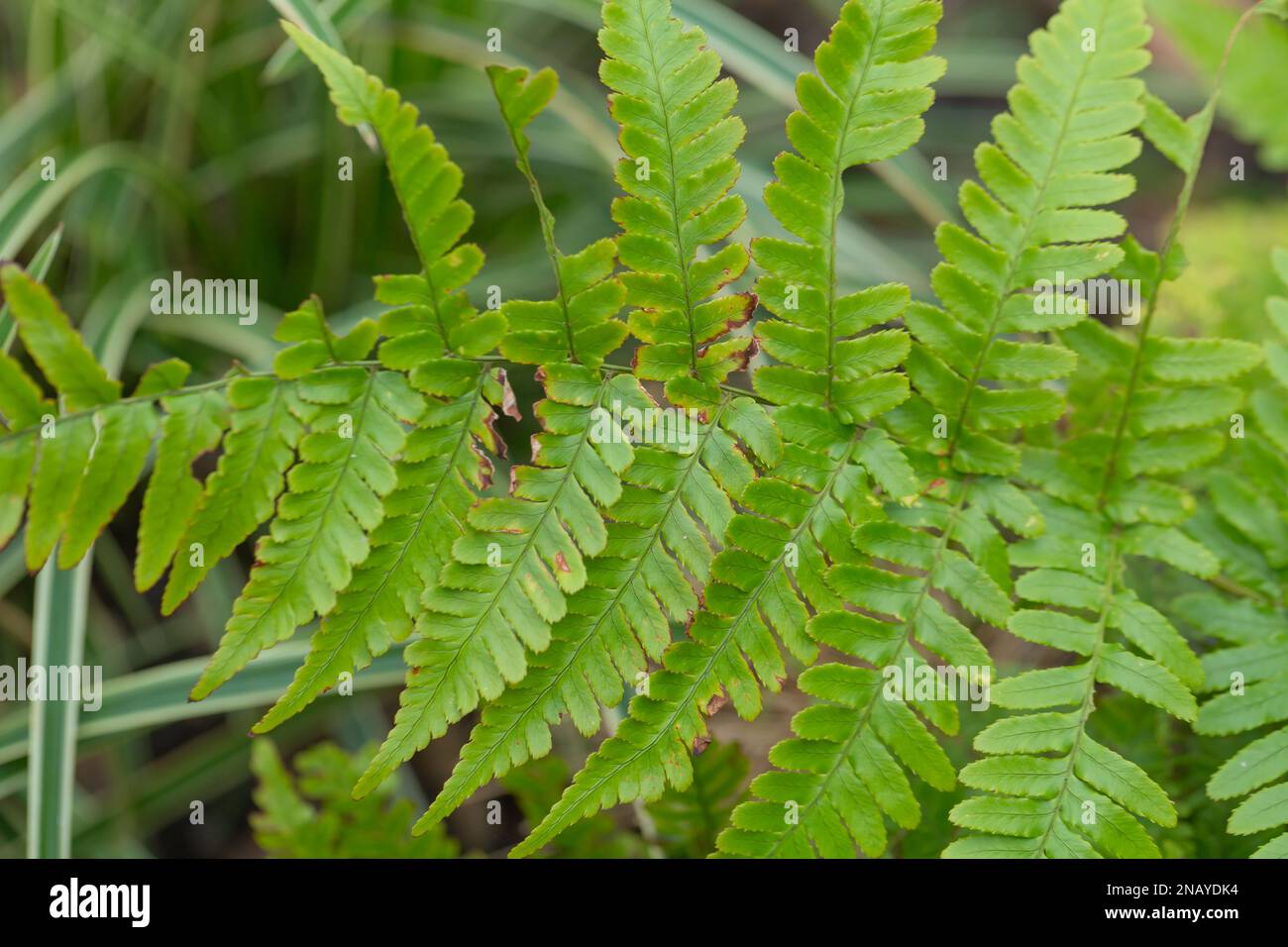 Close-uo of a Copper Shield Fern, Dryopteris erythrosora ' Brilliance ...