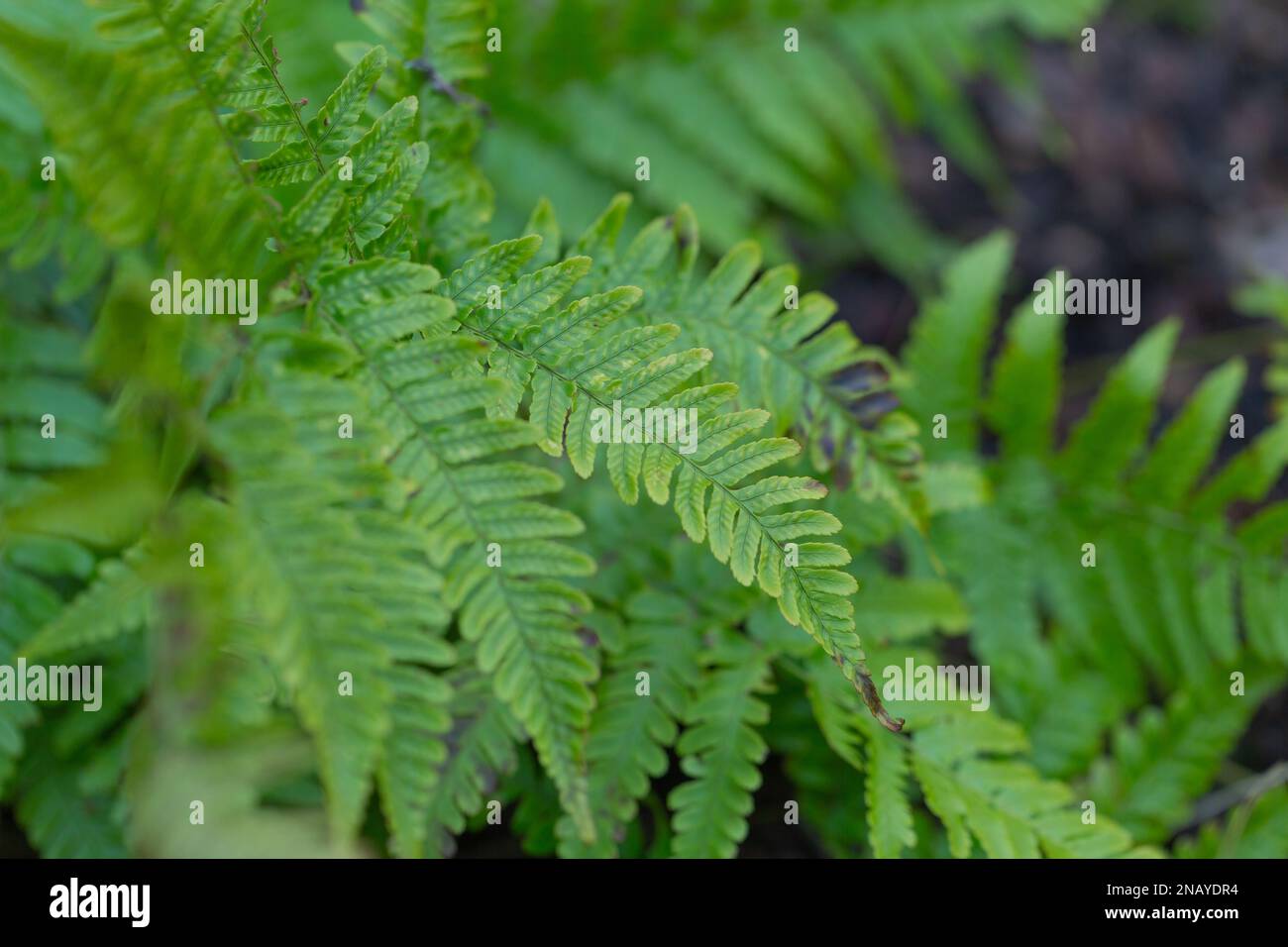 Japanese shield ferns hi-res stock photography and images - Alamy