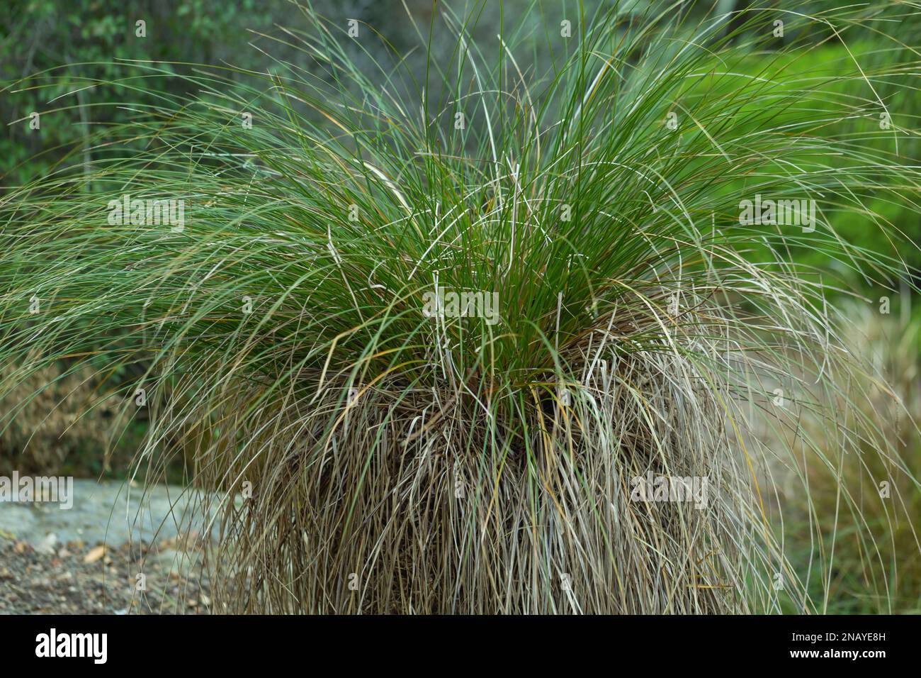 Carex secta hi-res stock photography and images - Alamy