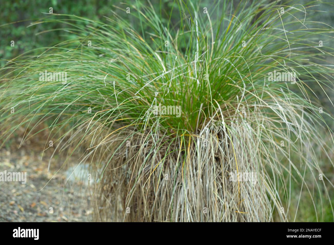 Eye catching perennial hi-res stock photography and images - Alamy