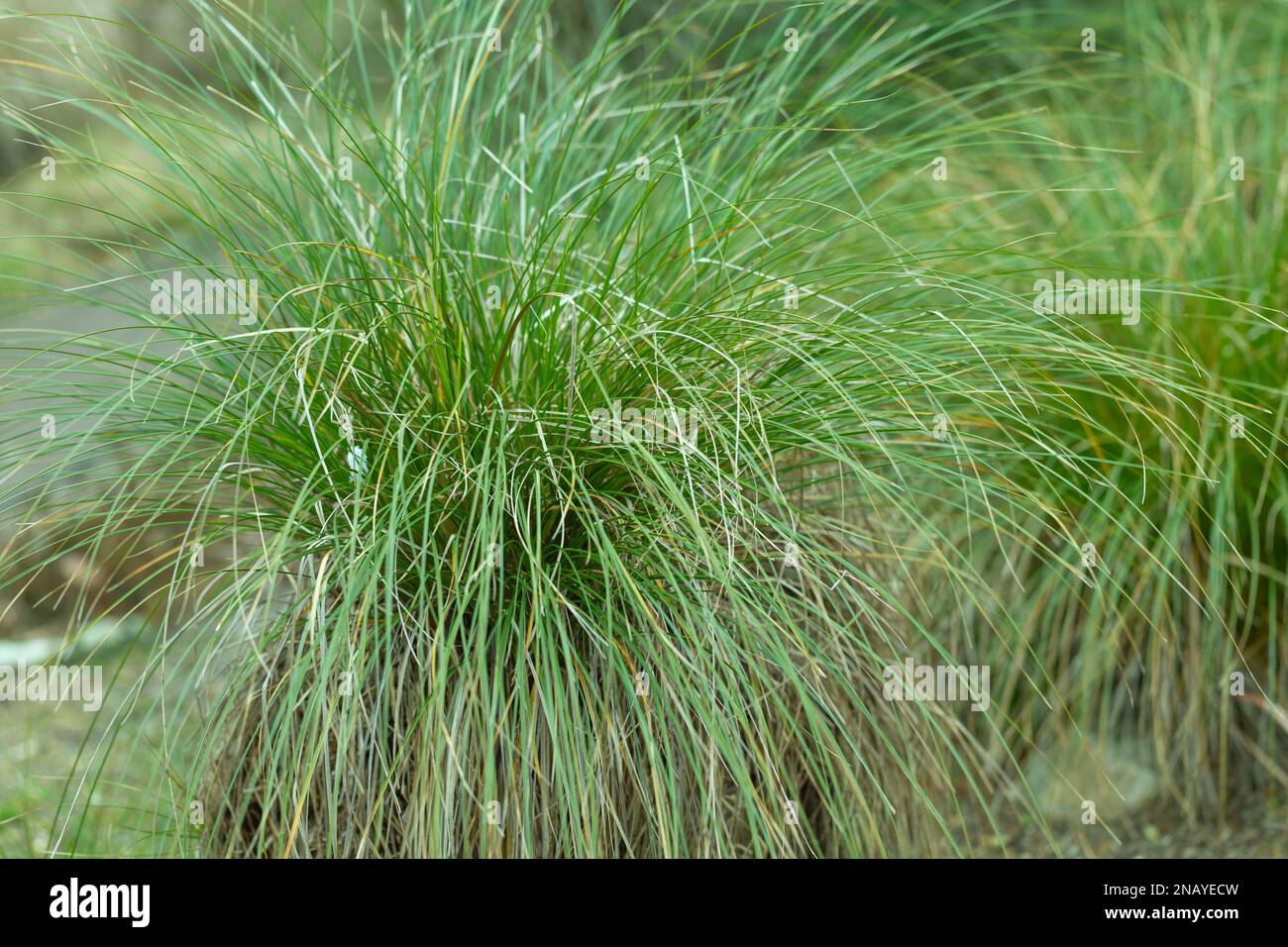 Beautiful Sedges like Carex Secta are a delight to grow in your garden ...
