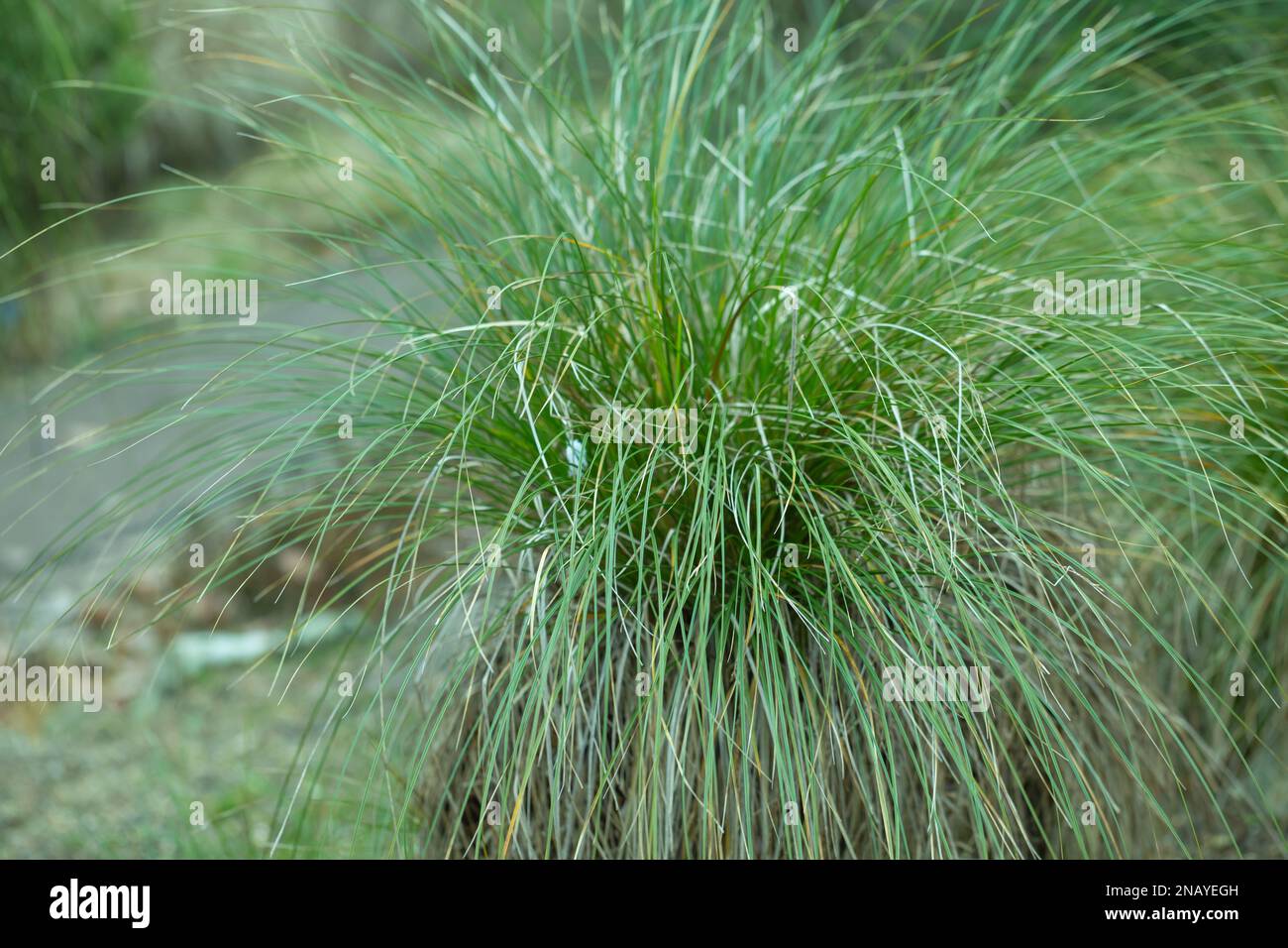 Sedge Grasses , Carex secta 'Pukio' Stock Photo - Alamy
