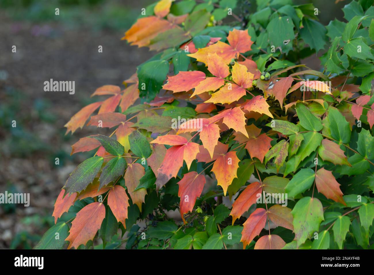 Close-up of colourful winter foliage of Japanese Mahonia , Mahonia ...