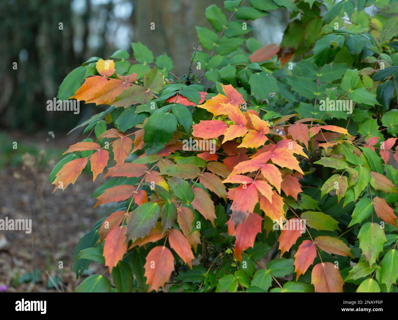 Close-up of colourful winter foliage of Japanese Mahonia , Mahonia ...