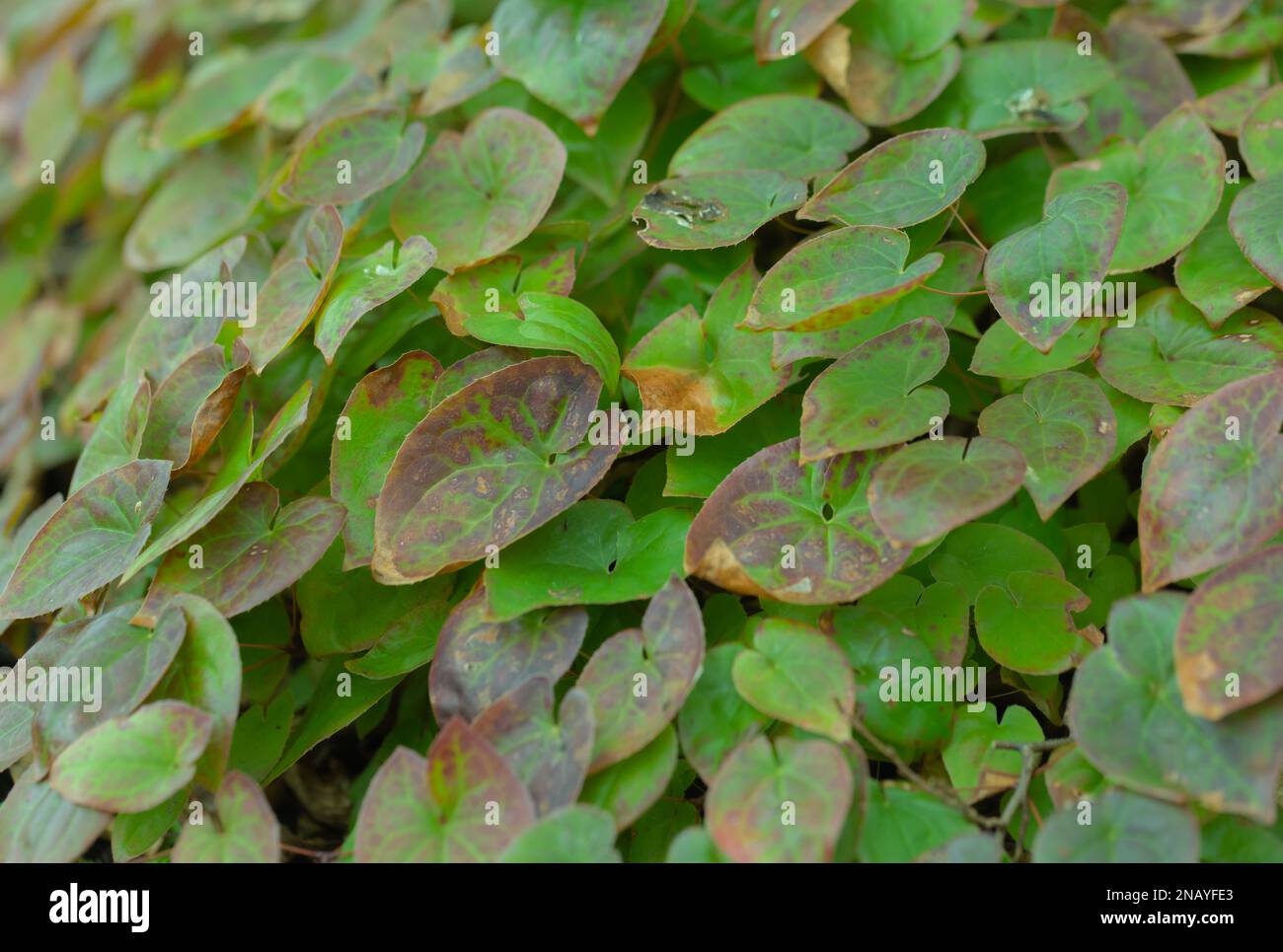 Many flowered chinese mayapple hi-res stock photography and images - Alamy
