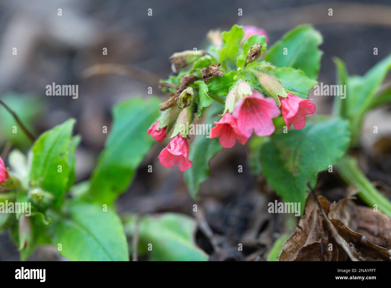 Red Lungwort , Pulmonaria rubra, ' Redstart ' variety Stock Photo - Alamy
