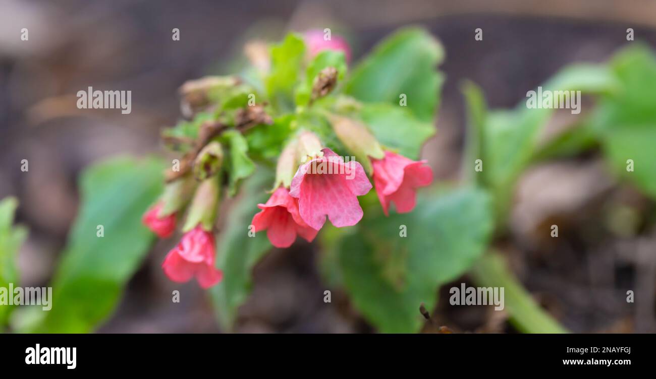Pulmonaria rubra hi-res stock photography and images - Alamy