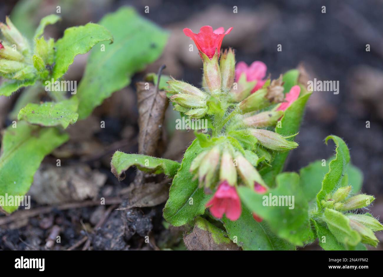 Close-up of Red Lungwort , Pulmonaria Rubra 'Redstart' variety Stock ...