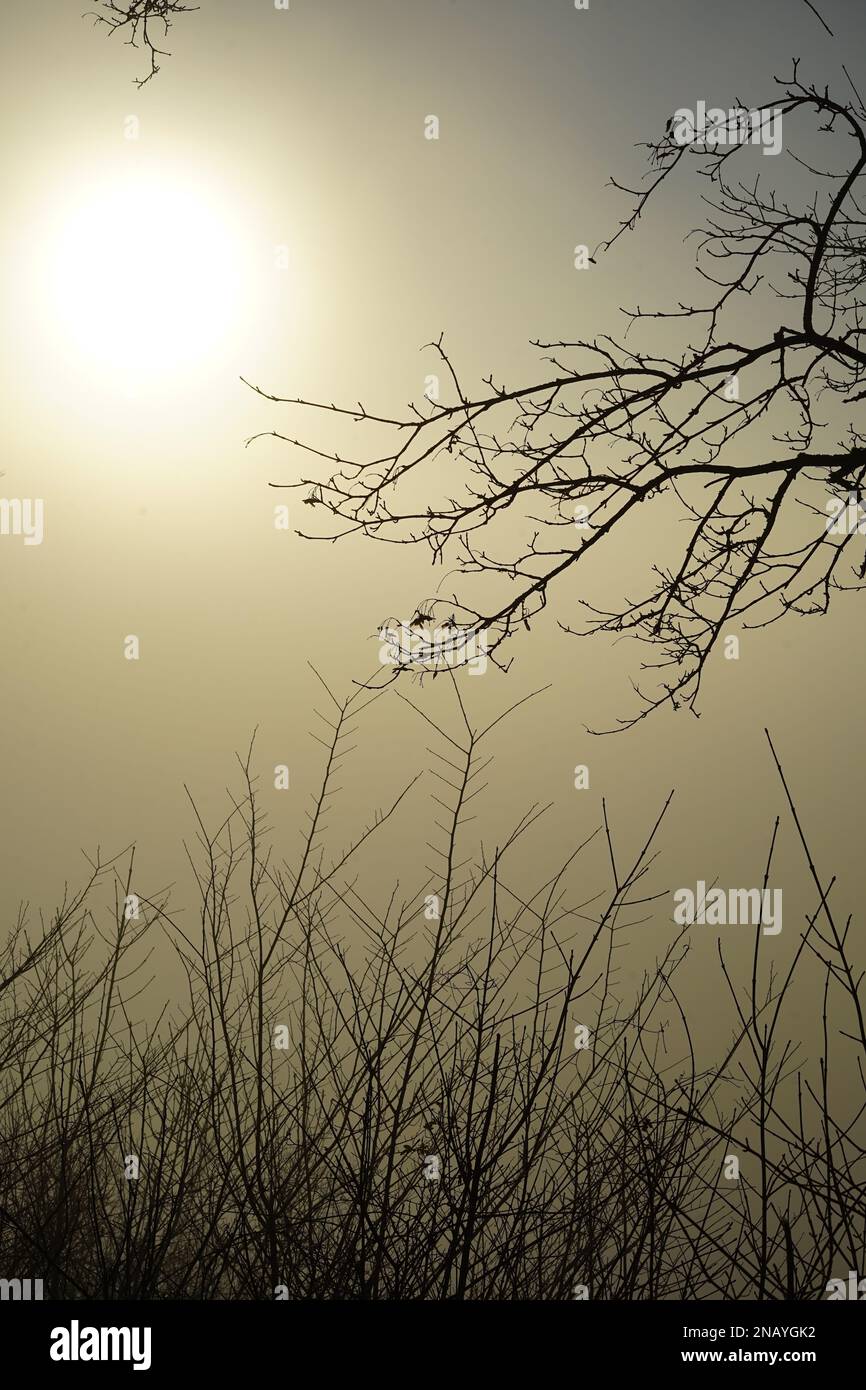 Morning in Belgium. Tree in fog. Sunrise in fog. Best picture of sun ...