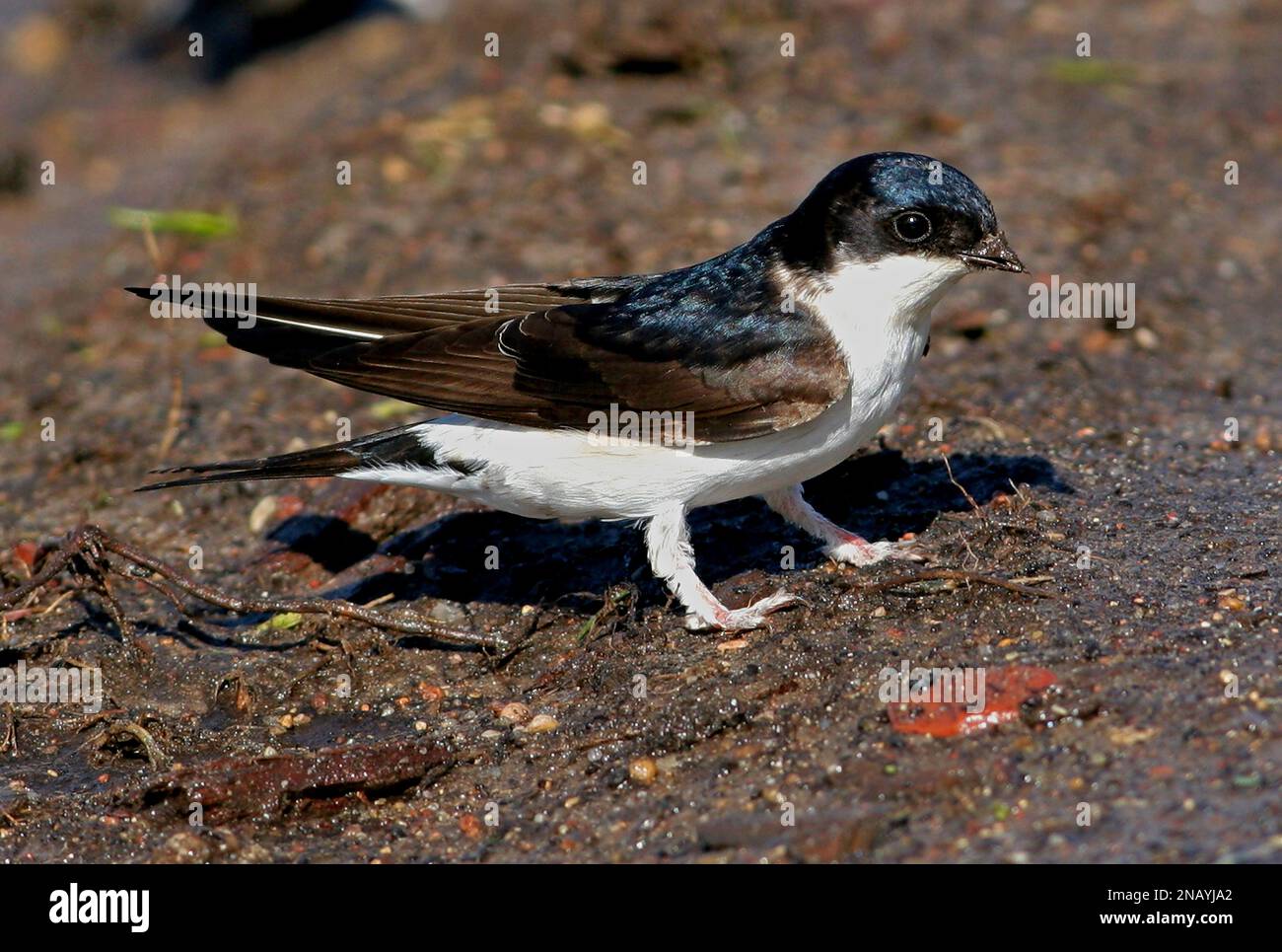 House Martin (Delichon urbica) close up of adult on ground collecting ...