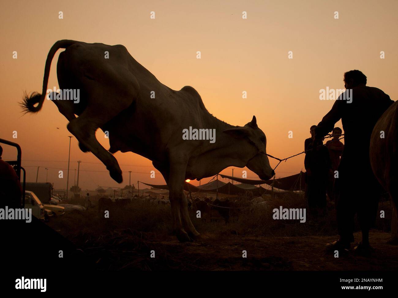 A Pakistani vendor off loads a cattle from a truck at a market set up ...