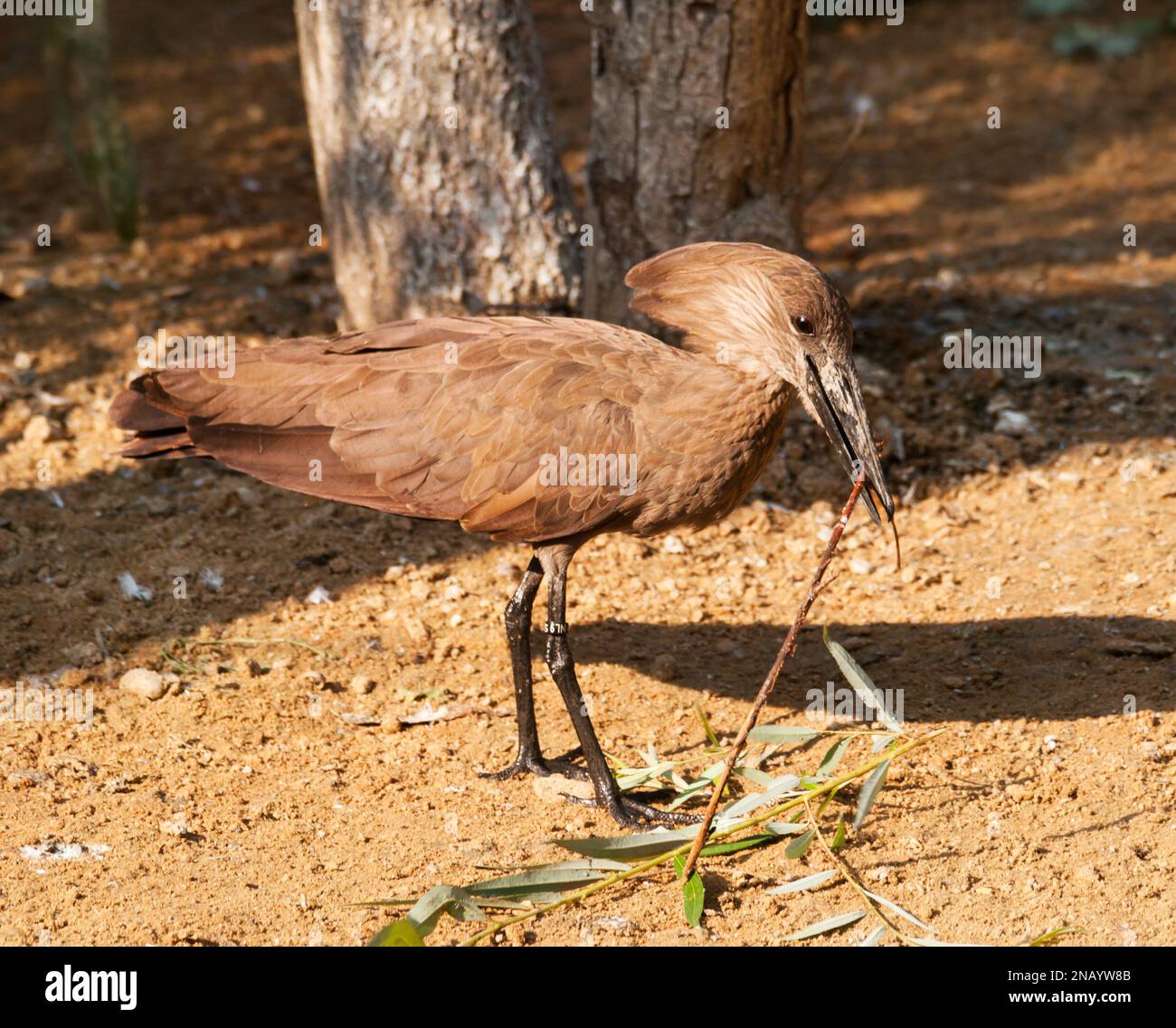 Hamerkop bird nest scopus umbretta hi-res stock photography and images ...